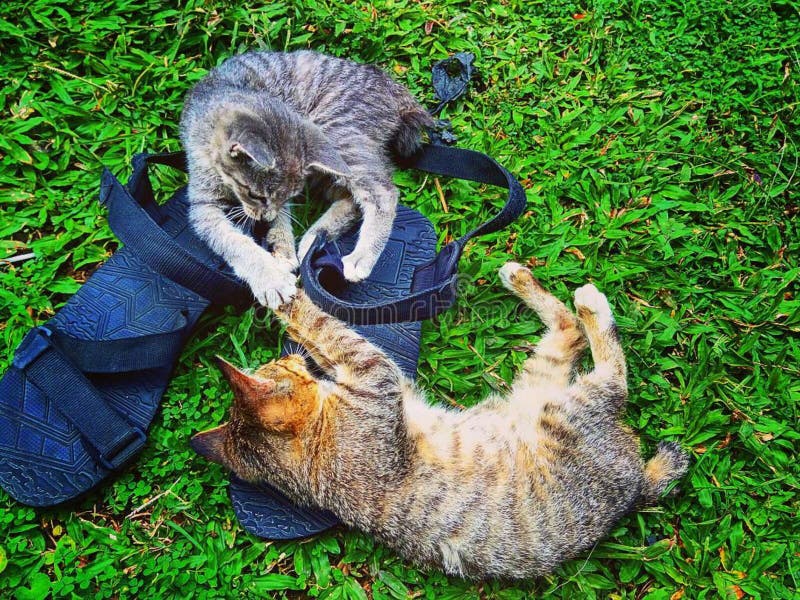 Cat stock photo. Image of animal, pets, handshake - 111312778