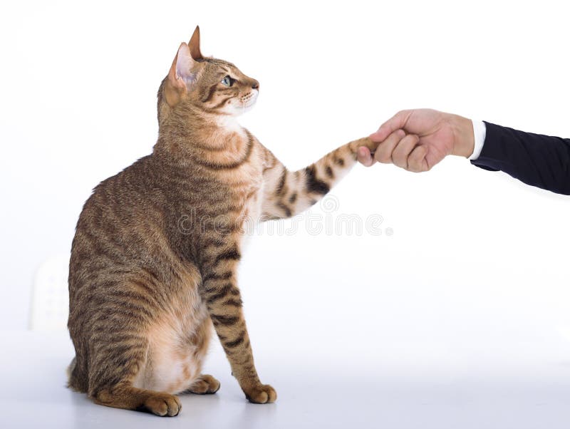 Cats Shaking Hands