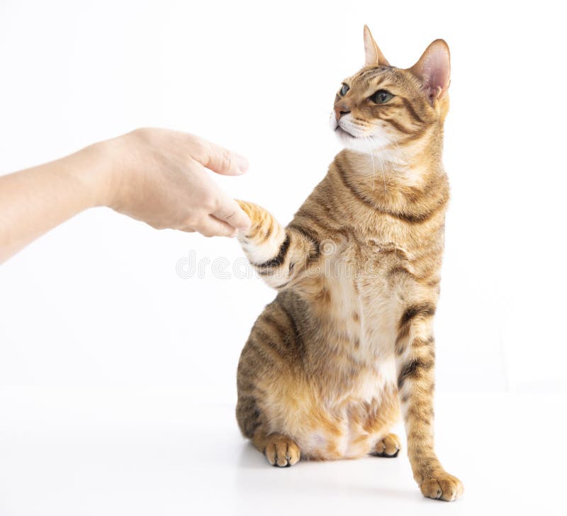 Cat Handshaking with People on Table Stock Photo - Image of adorable ...