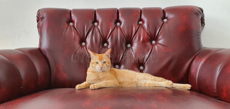Cat Handsome Model after Grooming and Eat Stock Photo - Image of ...