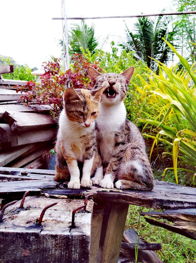 Best friend stock photo. Image of plant, whiskers, kitten - 104321468