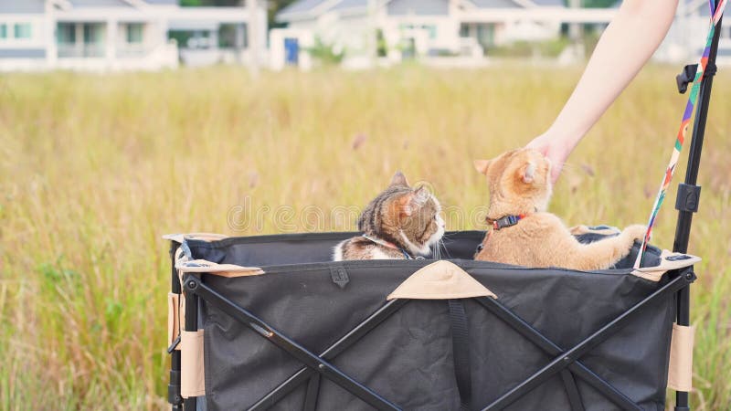 Happy Go-cart Driver Raising Hand Up Rejoicing and Celebrating Win ...
