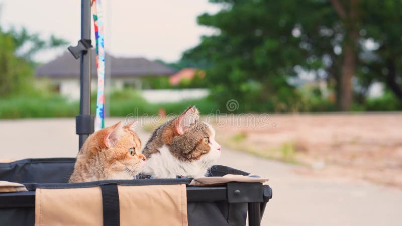 Happy Go-cart Driver Raising Hand Up Rejoicing and Celebrating Win ...