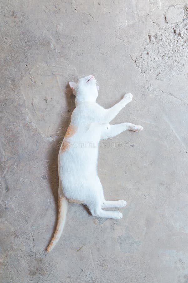 Cat happy sleep top view stock image. Image of white - 56857887