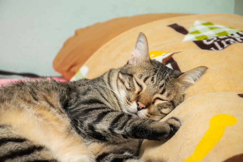 The Cat is Happy To Sleep on a Soft Orange Blanket on the Bed Stock ...