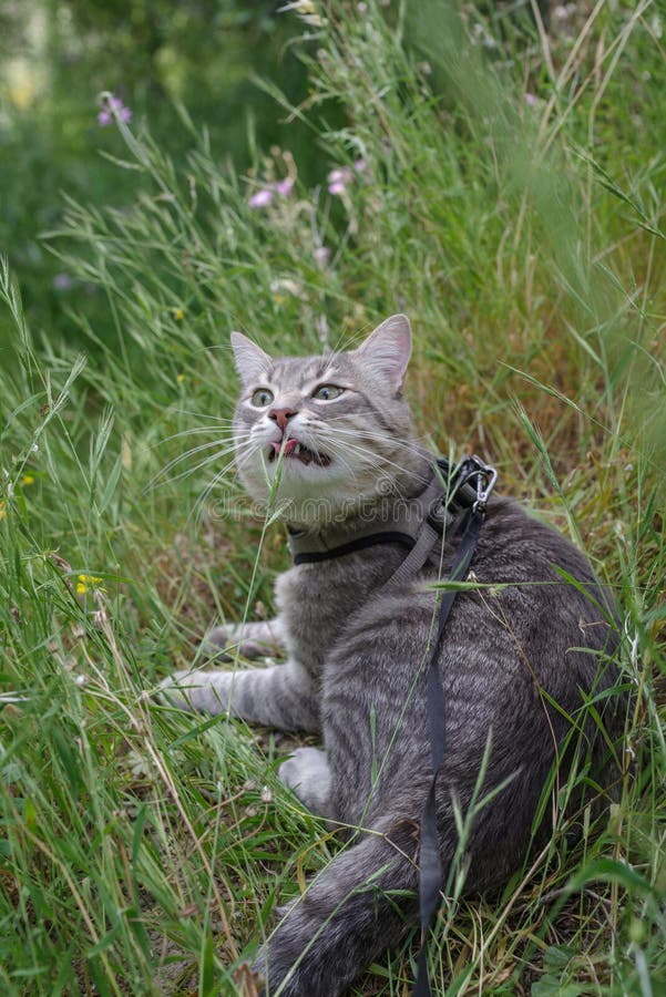 Cat in a Harness and Leash on a Walk on the Grass Stock Image - Image ...