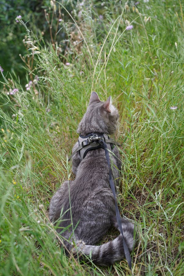 Cat in a Harness and Leash on a Walk on the Grass Stock Image - Image ...