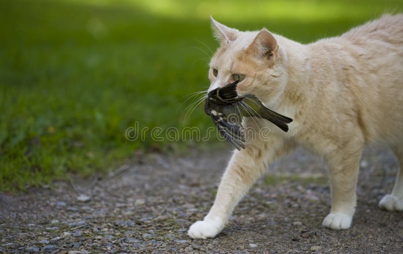 A cat has caught a bird stock image. Image of predators - 43513801