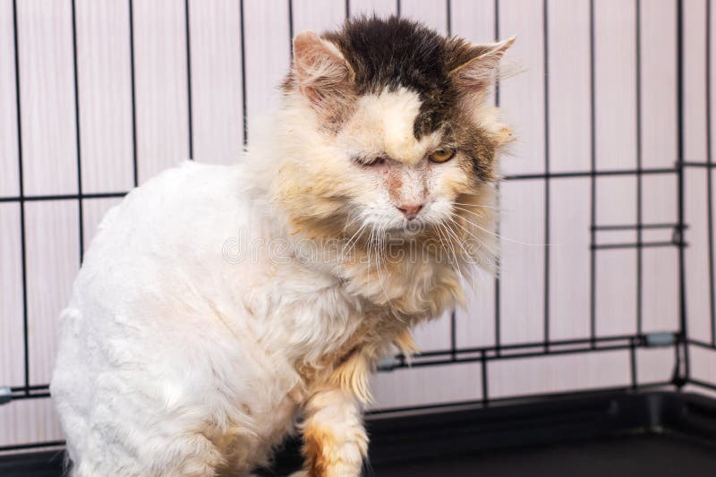 A Cat that Has a Fully Shaved Head is Currently Sitting in a Cage Stock ...