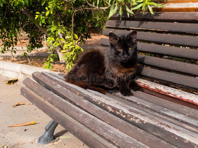 The CAT HAS JUST AWAKEN stock photo. Image of animal - 190780096