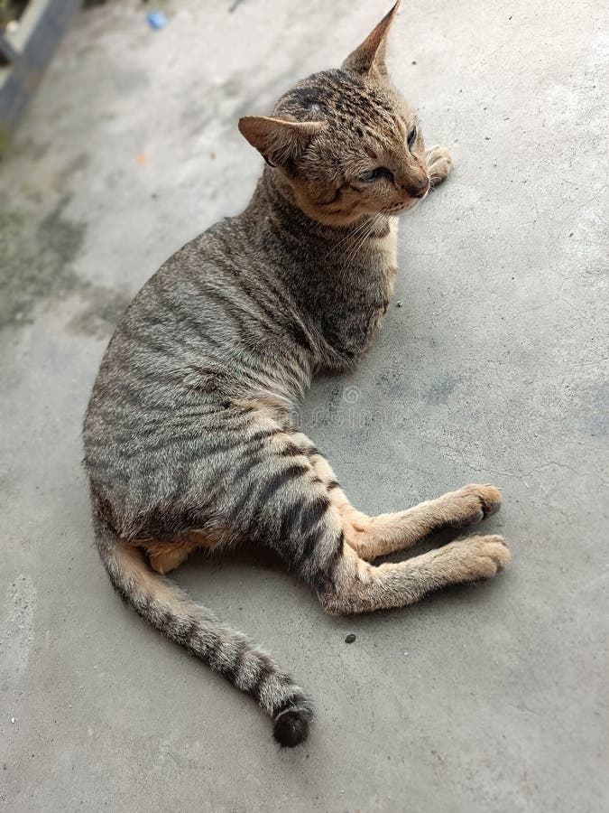 A Cat that has 3 legs stock image. Image of rodent, kitten - 264060117