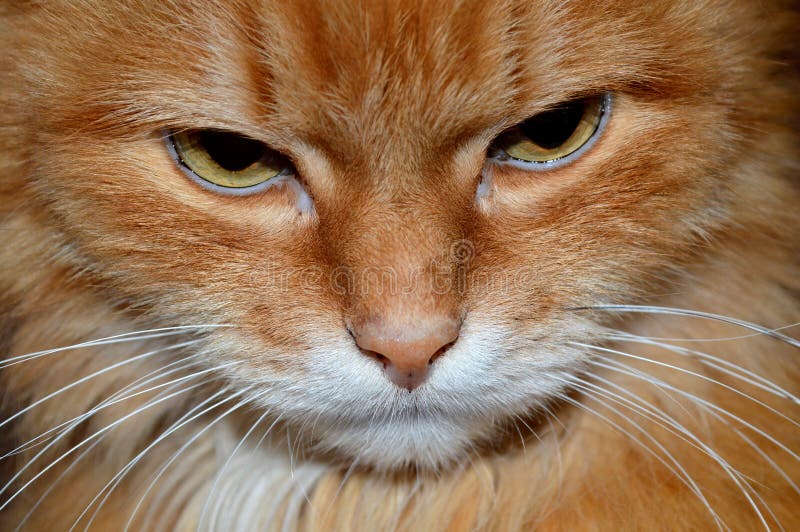 357 Character Long Legs Stock Photos - Free & Royalty-Free Stock Photos ...