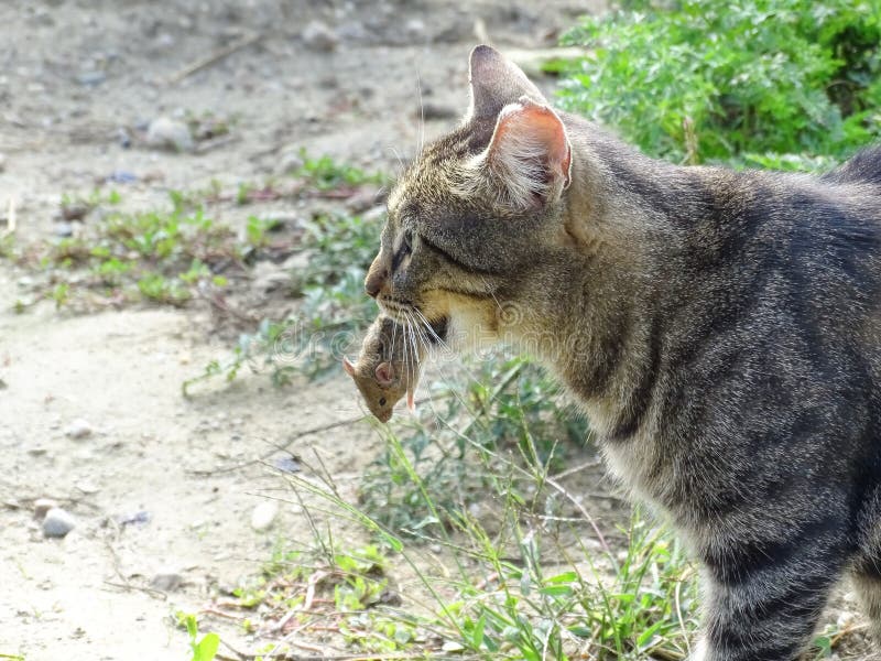 A Cat Has a Mouse in Its Mouth. Cat and Mouse Stock Photo - Image of ...
