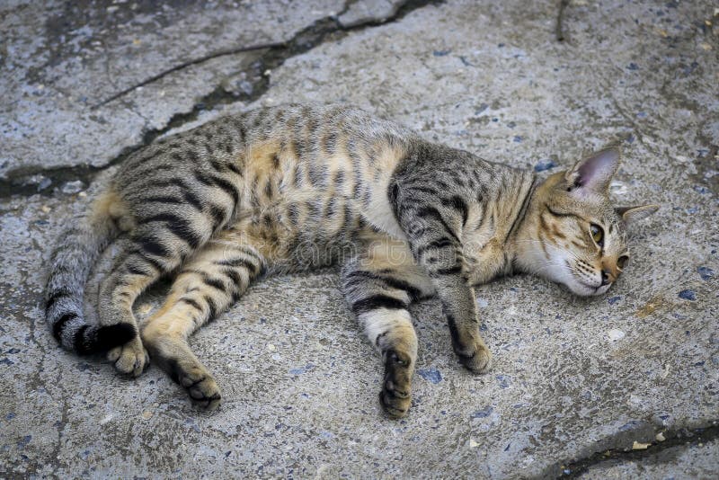 The Cat Has the Pattern Like a Tiger Lying on the Street Stock Image ...