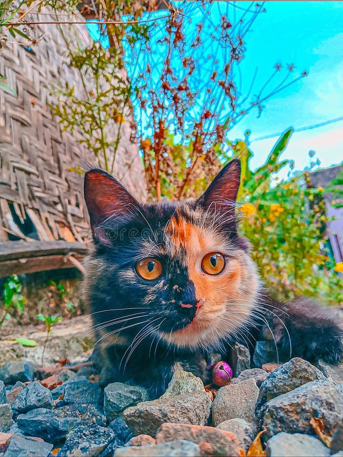 A Cat that Has Two Colors on Her Face Stock Photo - Image of colorful ...