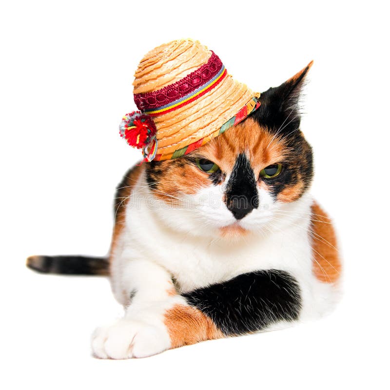 196 Fat Cat Hat Stock Photos - Free & Royalty-Free Stock Photos from ...