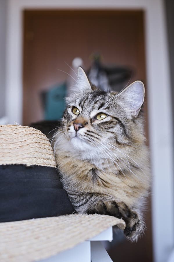 Cat and Hat. Beautiful Fluffy Domestic Kitten. Close-up Stock Image ...