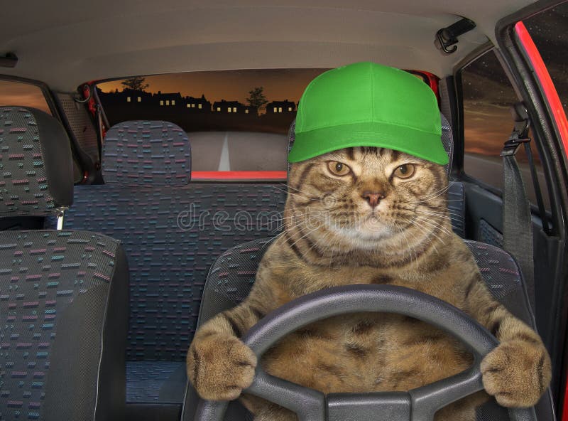 Funny Cats Driving Cars
