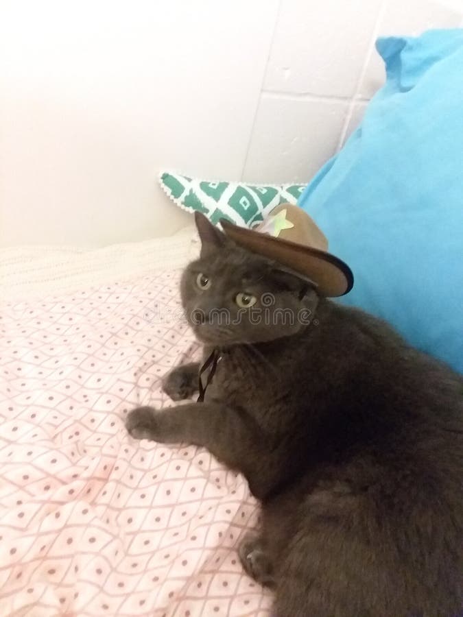 Cat in Hat stock image. Image of silly, cute, funny - 129339835