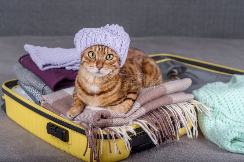 A Cat in a Hat in a Suitcase with Warm Clothes Stock Image - Image of ...