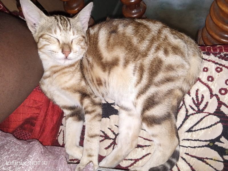 Cat Have a Great Smiling Nap Stock Photo - Image of smiling, great ...