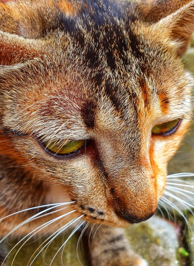 Two Colour Face Cat Stock Photos - Free & Royalty-Free Stock Photos ...