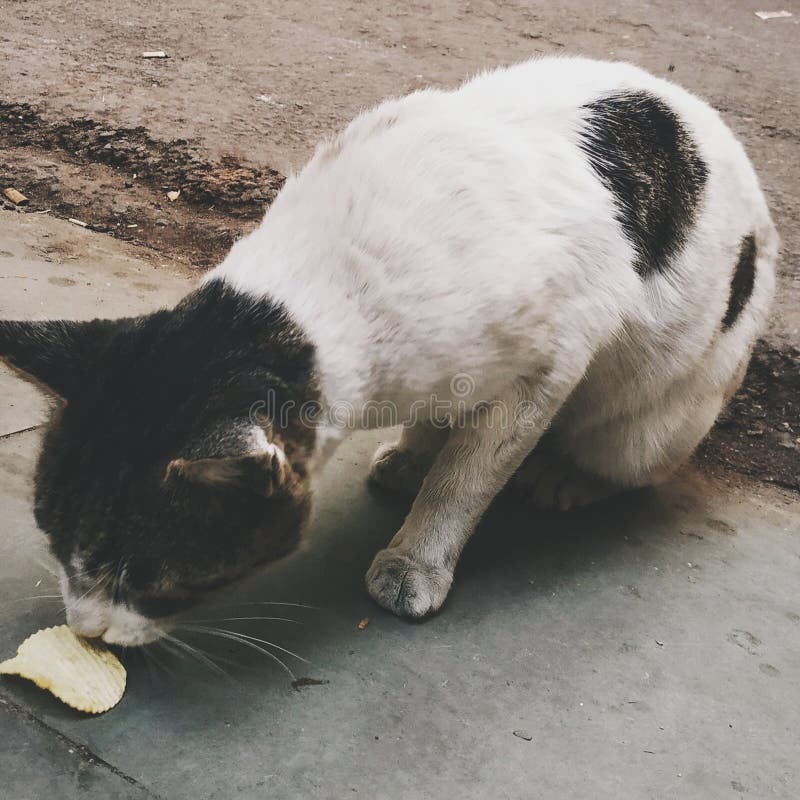 287 Cat Chips Stock Photos - Free & Royalty-Free Stock Photos from ...