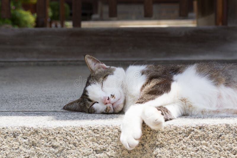 Cat having a nap at street stock image. Image of kitten - 106749333