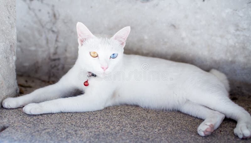 A Cat Having Two Different Colors Eyes Stock Photo - Image of eyes ...