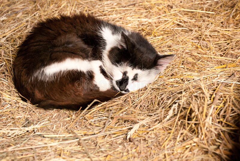 Feral Farm Cat in barn stock image. Image of levels, horizontal - 11548363