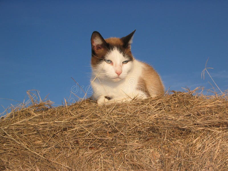 Cat in the Hay stock photo. Image of fauna, animal, haired - 90424056