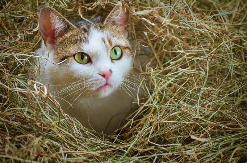 Cat in the Hay stock image. Image of outbred, mammal - 69731967
