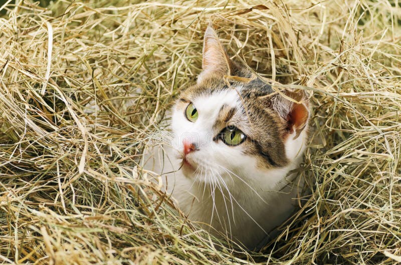 Cat in Hay stock photo. Image of purebred, crawling, housecat - 30687194