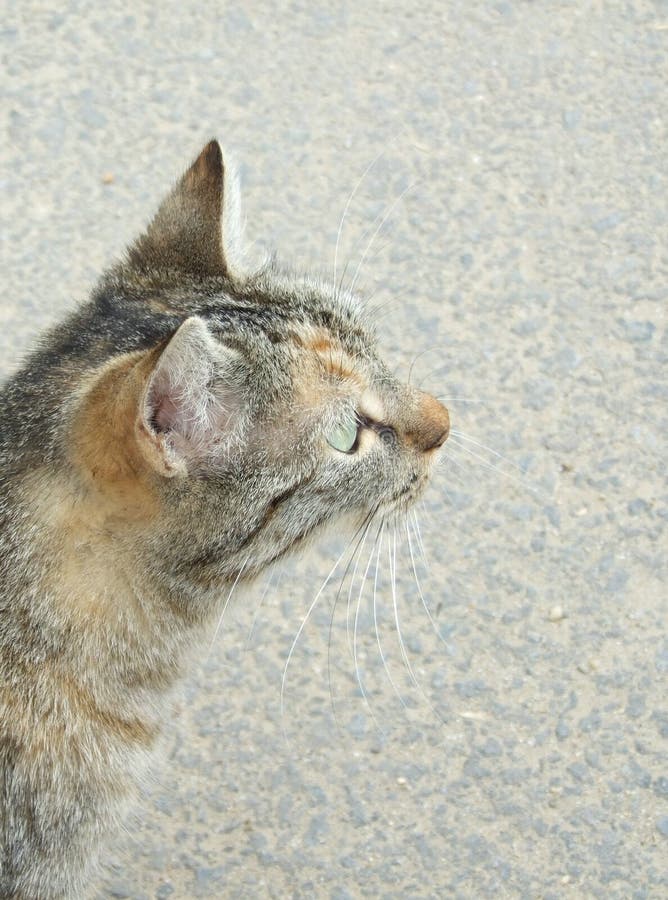 Cat head stock image. Image of outdoor, detail, beautiful - 11288247