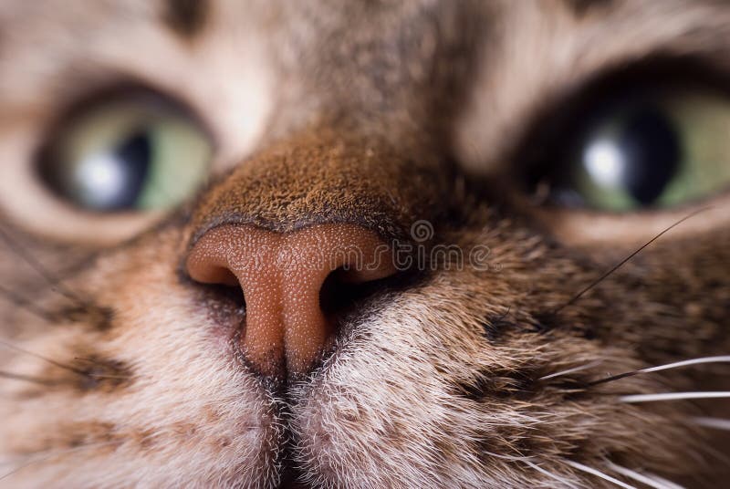 417 Cat Iris Texture Stock Photos - Free & Royalty-Free Stock Photos ...