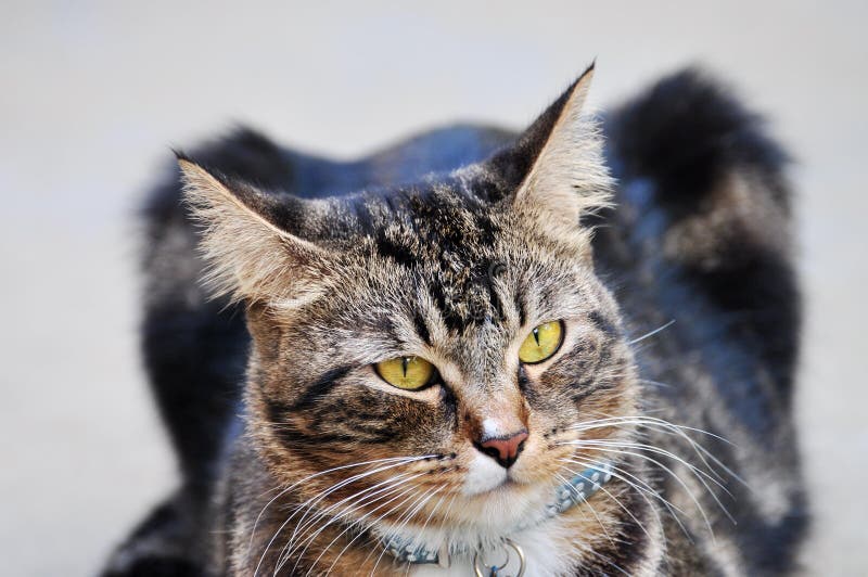 Cat Head stock image. Image of stripes, coat, adorable - 18362945
