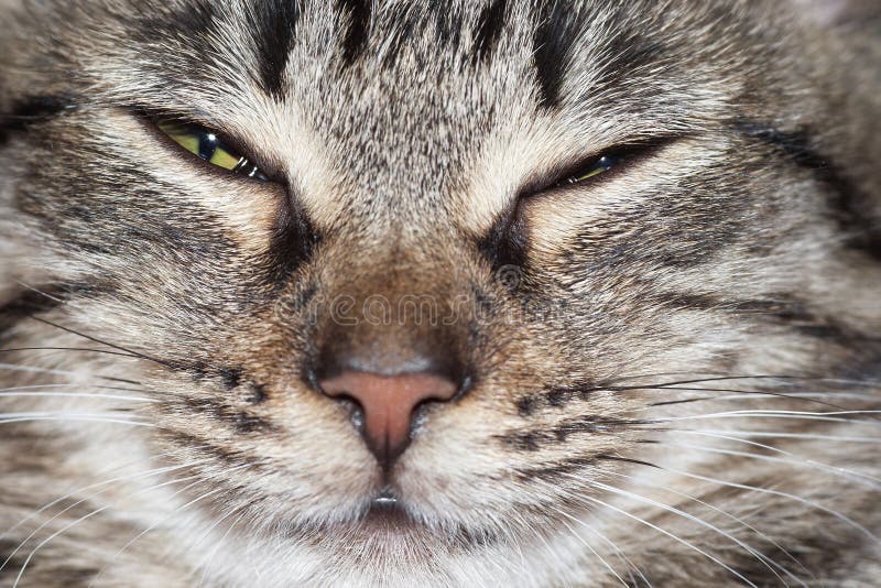 Cat head stock image. Image of detail, feline, green - 18553783