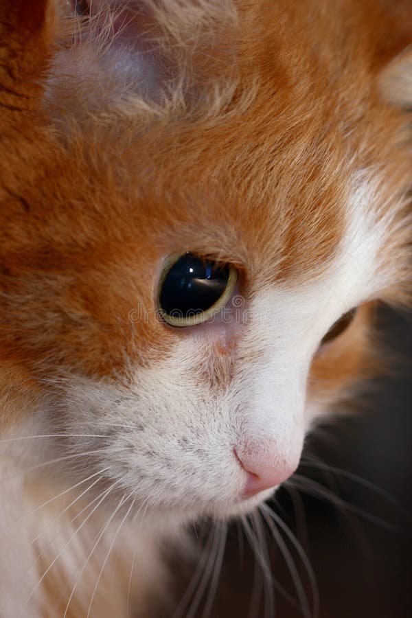 Cat head stock photo. Image of orange, white, friend, whiskers - 2742770