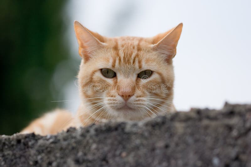 Cat head stock photo. Image of mammal, animal, face, portrait - 3728600