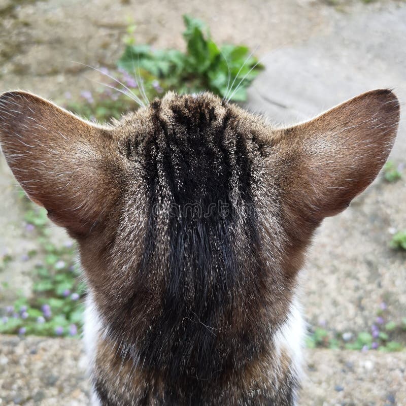Cat Head stock image. Image of head, cats, animal, back - 119474311