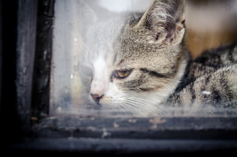 Cat head behind window stock image. Image of cute, autumn - 100469357