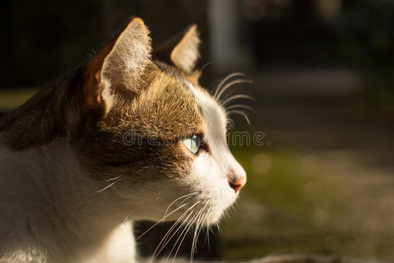 Cat head stock photo. Image of sunshine, mammal, lying - 62298888