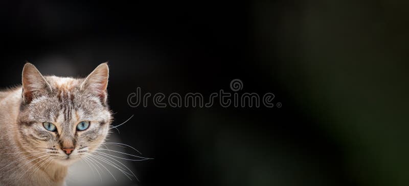 Front View of Cat Looking To the Camera with Black Background Stock ...