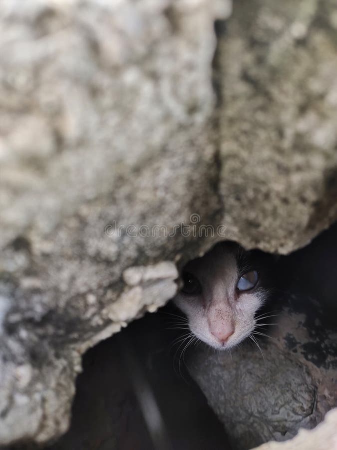 Cat Head and Sharp Eyes Stare in a Manhole Stock Image - Image of ...