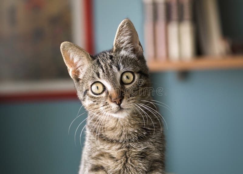 Cat with head tilted stock photo. Image of curiosity - 35099234
