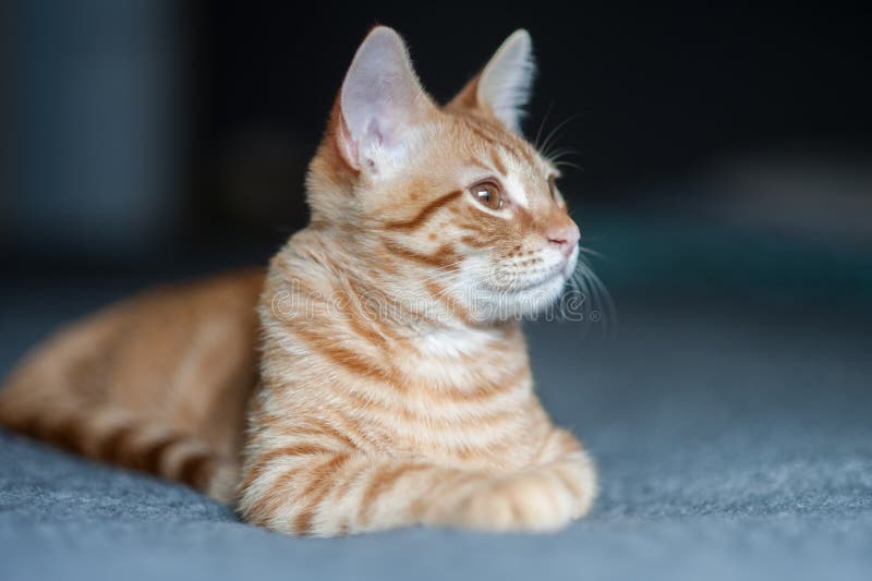 Cat head turned right stock image. Image of kitten, lying - 58311219