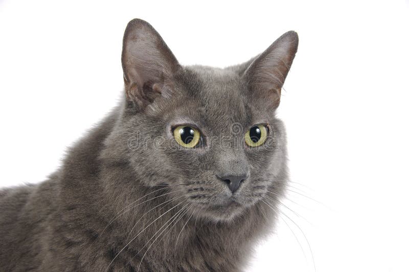 Cat headshot stock photo. Image of gorgeous, whisker - 12366020