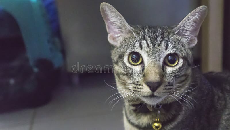 Cat Headshot stock image. Image of healthy, birthdays - 100436271