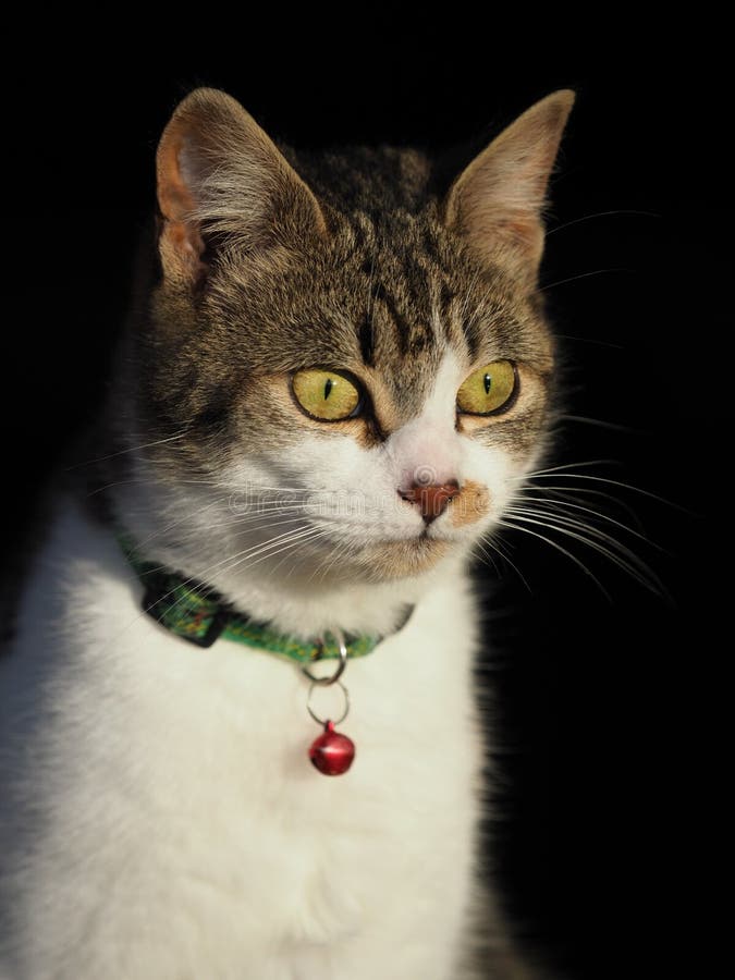 Cat Headshot stock photo. Image of close, animal, kitten - 159593894