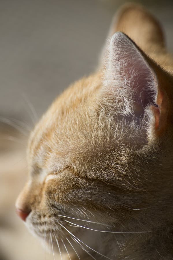 Cat Hears Stock Photos - Free & Royalty-Free Stock Photos from Dreamstime